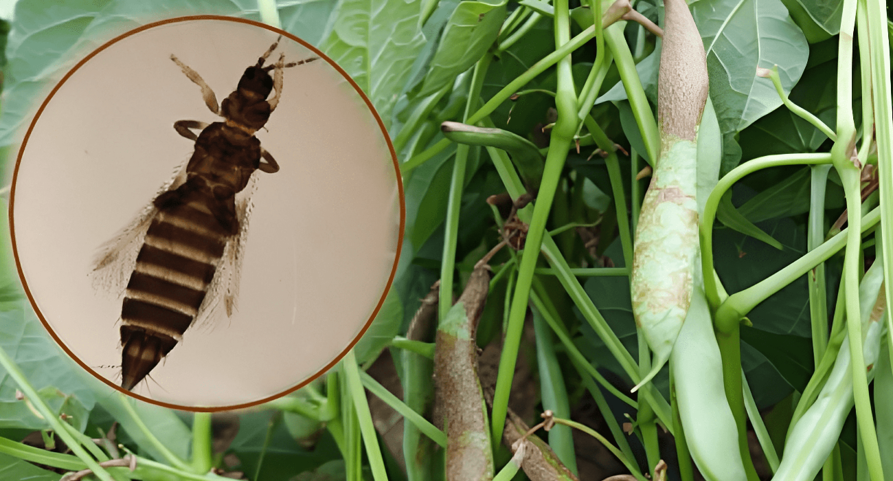 Instituto de Ciencia y Tecnología ICTA